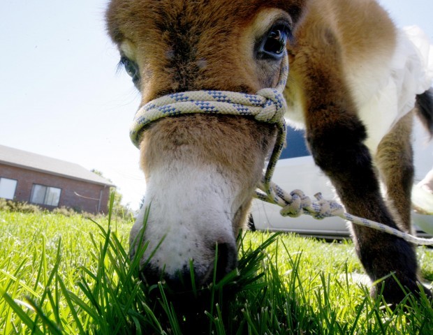 Miniature mule raises spirits in Casper