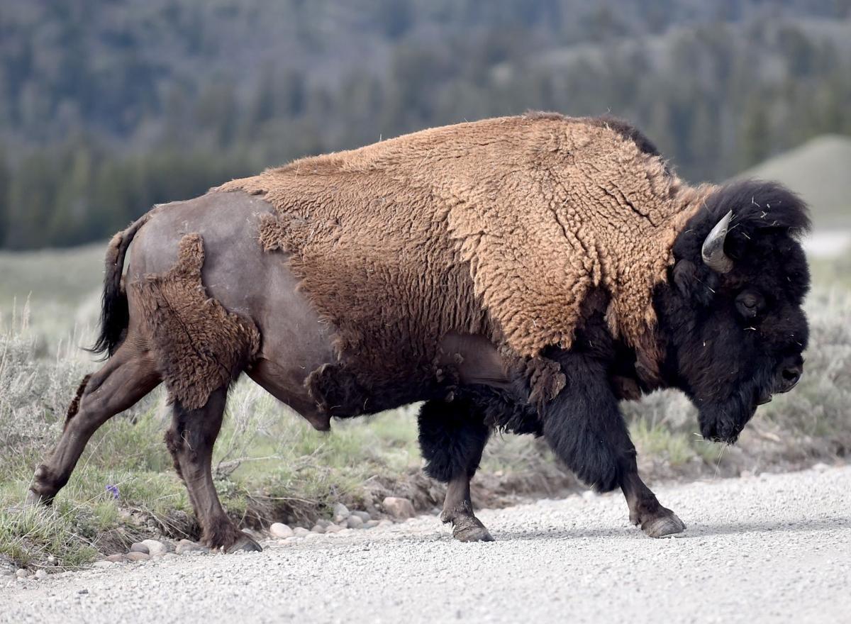 Wyoming town selling 5 bison from small park herd