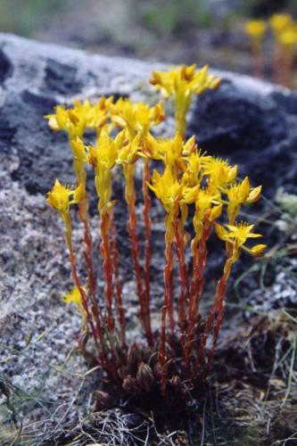 A photo guide to Wyoming wildflowers