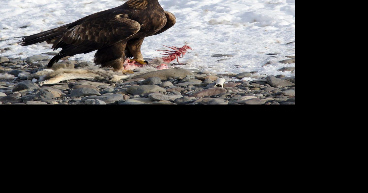 Yellowstone’s golden treasure: Big eagles focus of recent study