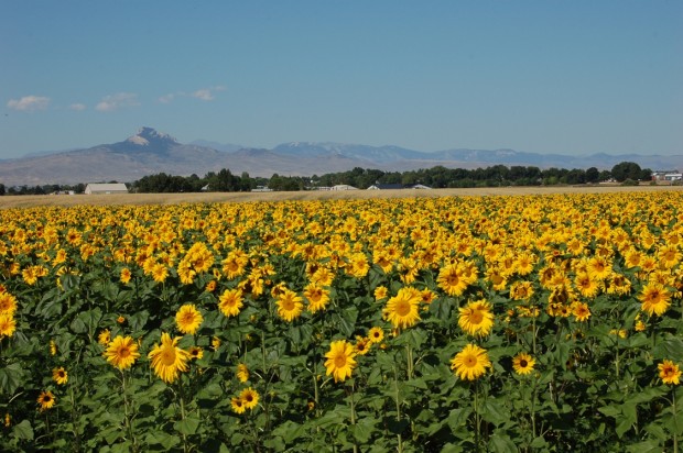 Wyoming sunflower crop expands