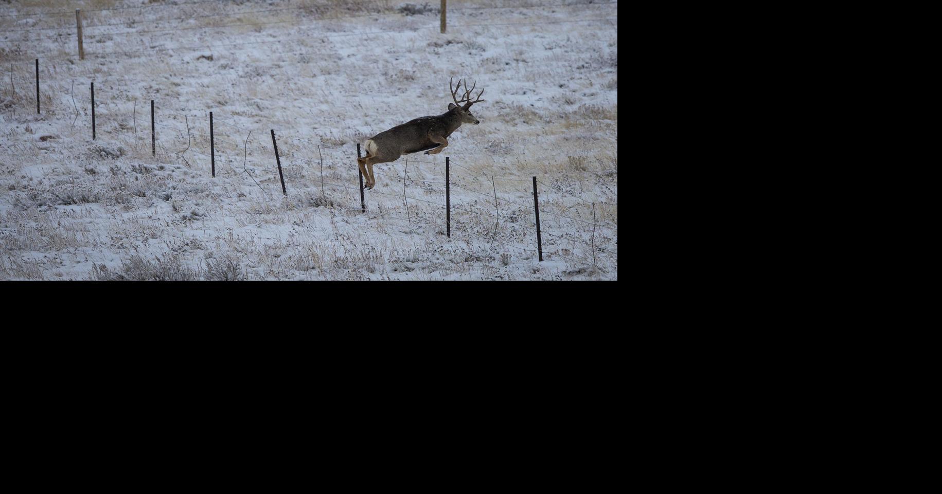 USDA expands big game migration conservation program