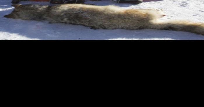 Catching Wyoming wolves: Hard even on a good day