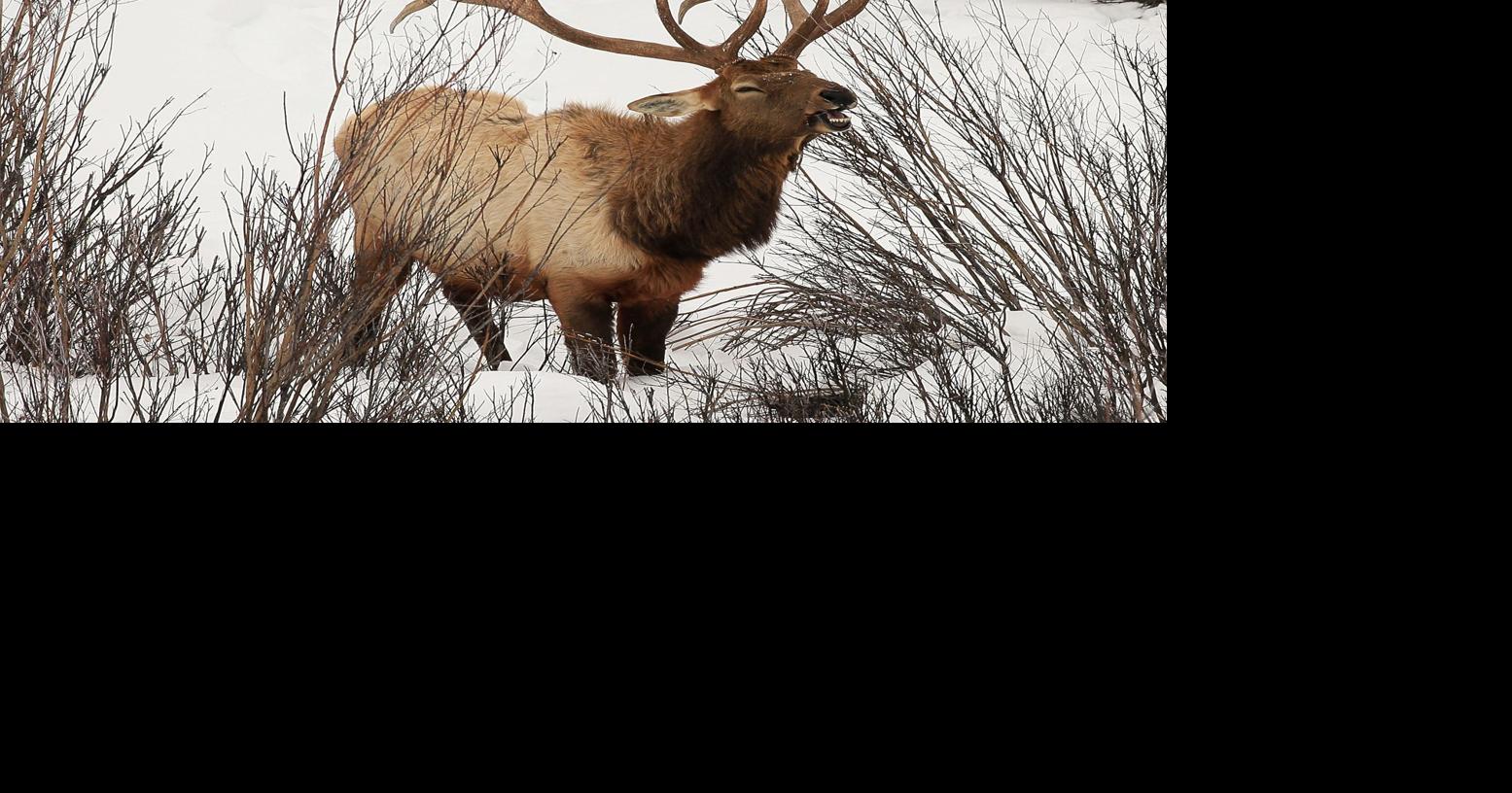 22 animals to look for in Yellowstone (and your odds of spotting them)