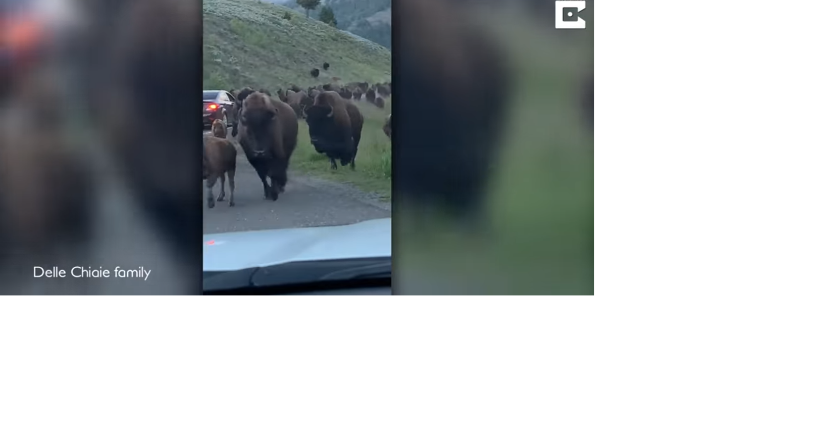 Video shows bison ramming family's car in Yellowstone