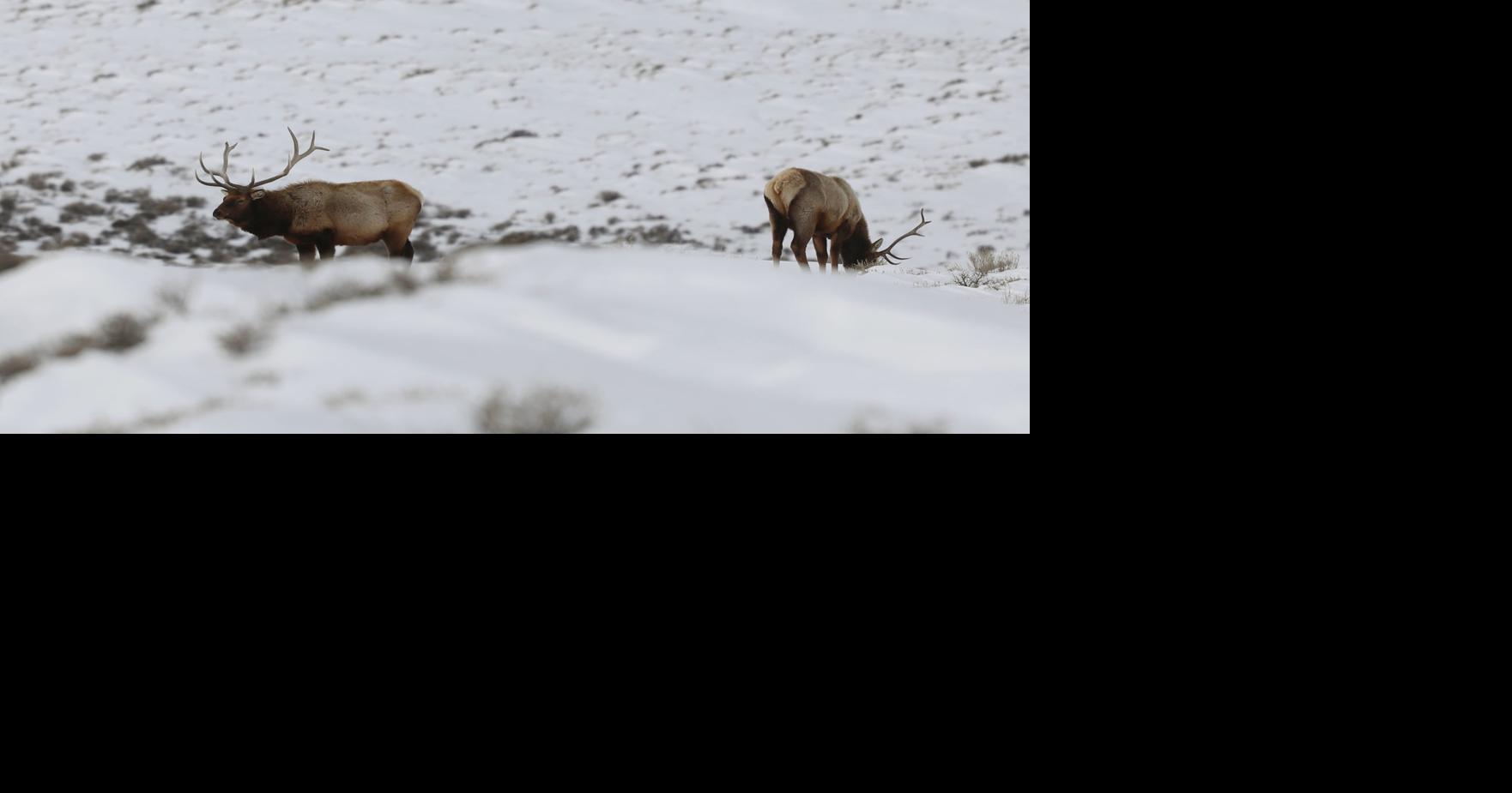 Molvar: Untangling the problem of inaccessible public lands