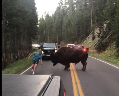 Man pleads not guilty to hazing bison at Yellowstone National Park