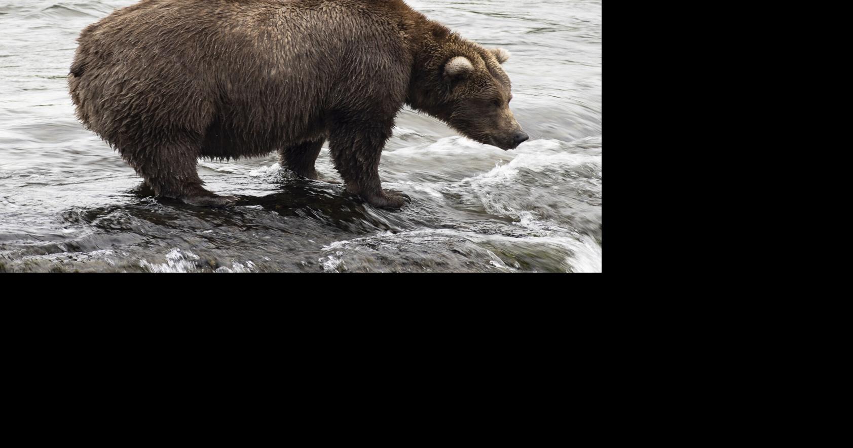 Voting now open for Alaska's Fat Bear Week