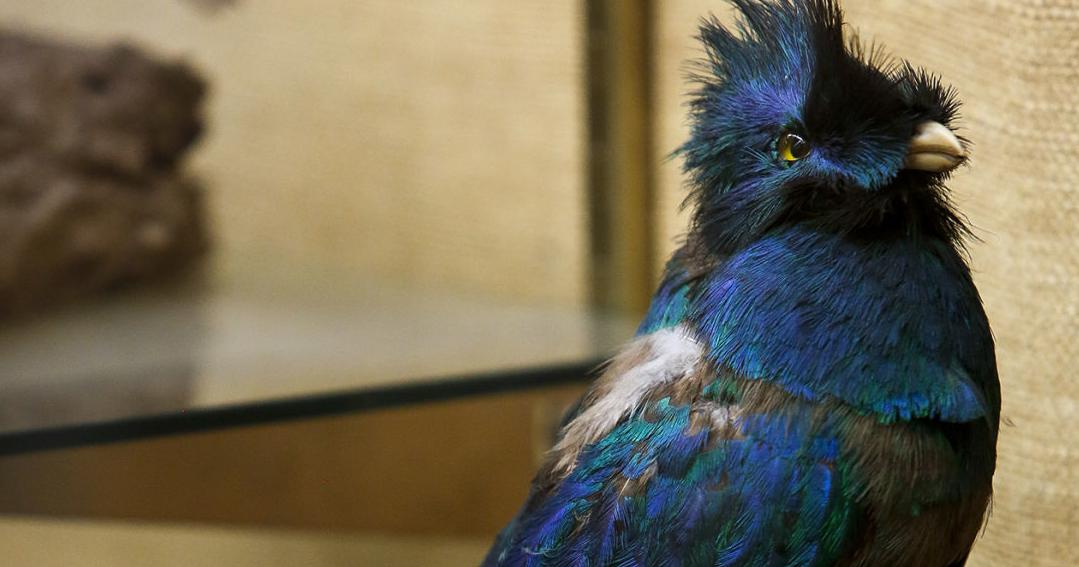 Casper museum celebrates 100th birthday of unusual taxidermy bird