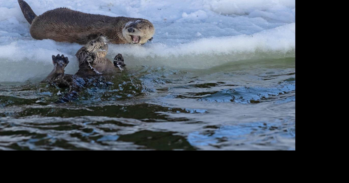 Wyoming Senate adds more to bill lifting otter protections