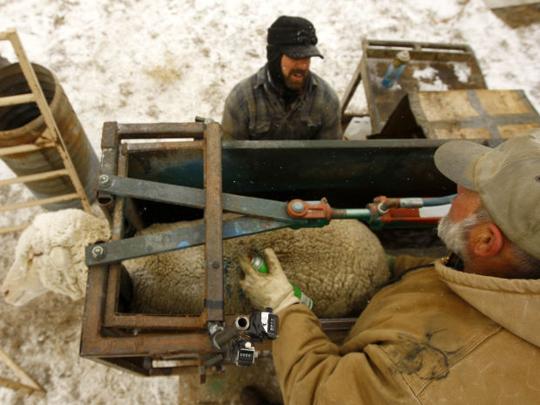 Photos: The life of a Wyoming sheep rancher