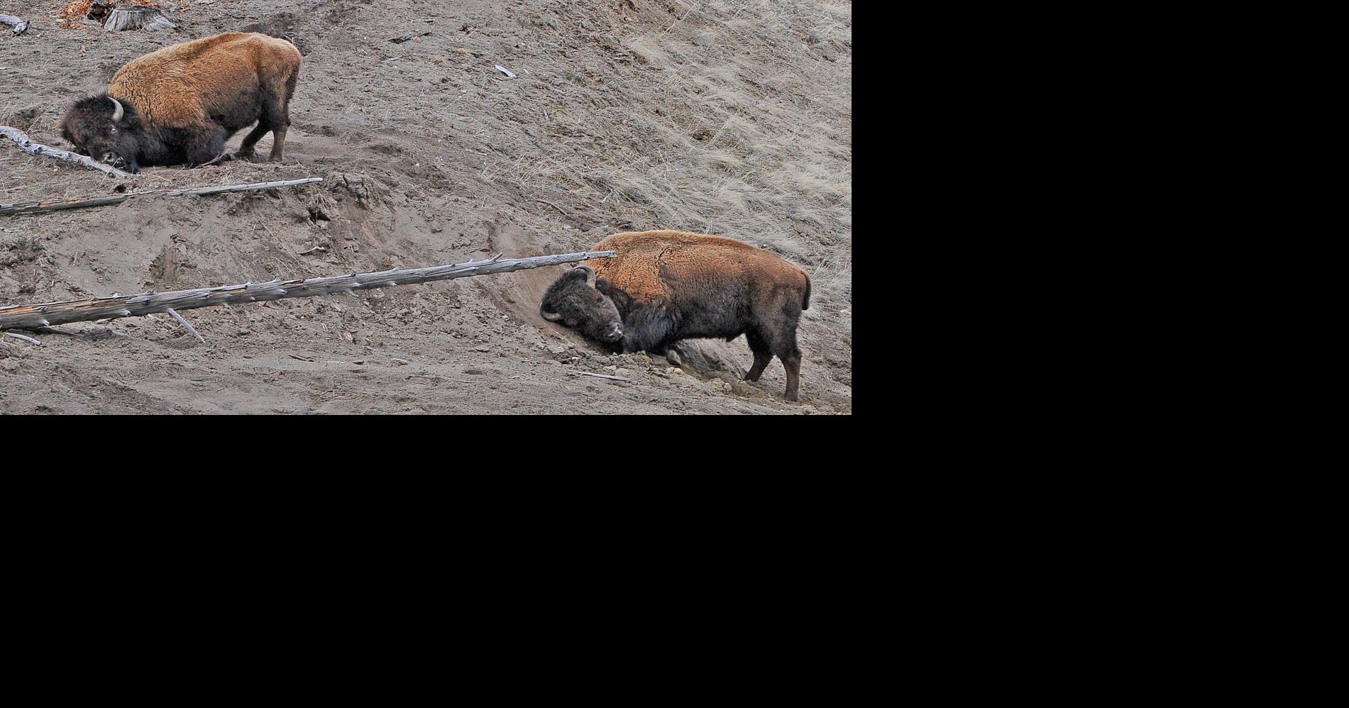Yellowstone biologist calls bison recovery ‘greatest of all time’