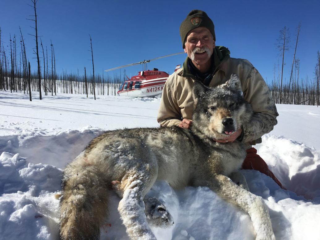 Yellowstone biologist reflections on wolves and elk