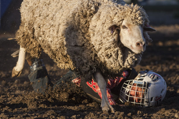 Mutton busting competition heating up at Central Wyoming Rodeo