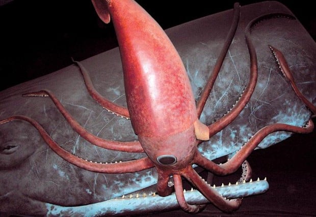 The Squid And The Whale Natural History Museum