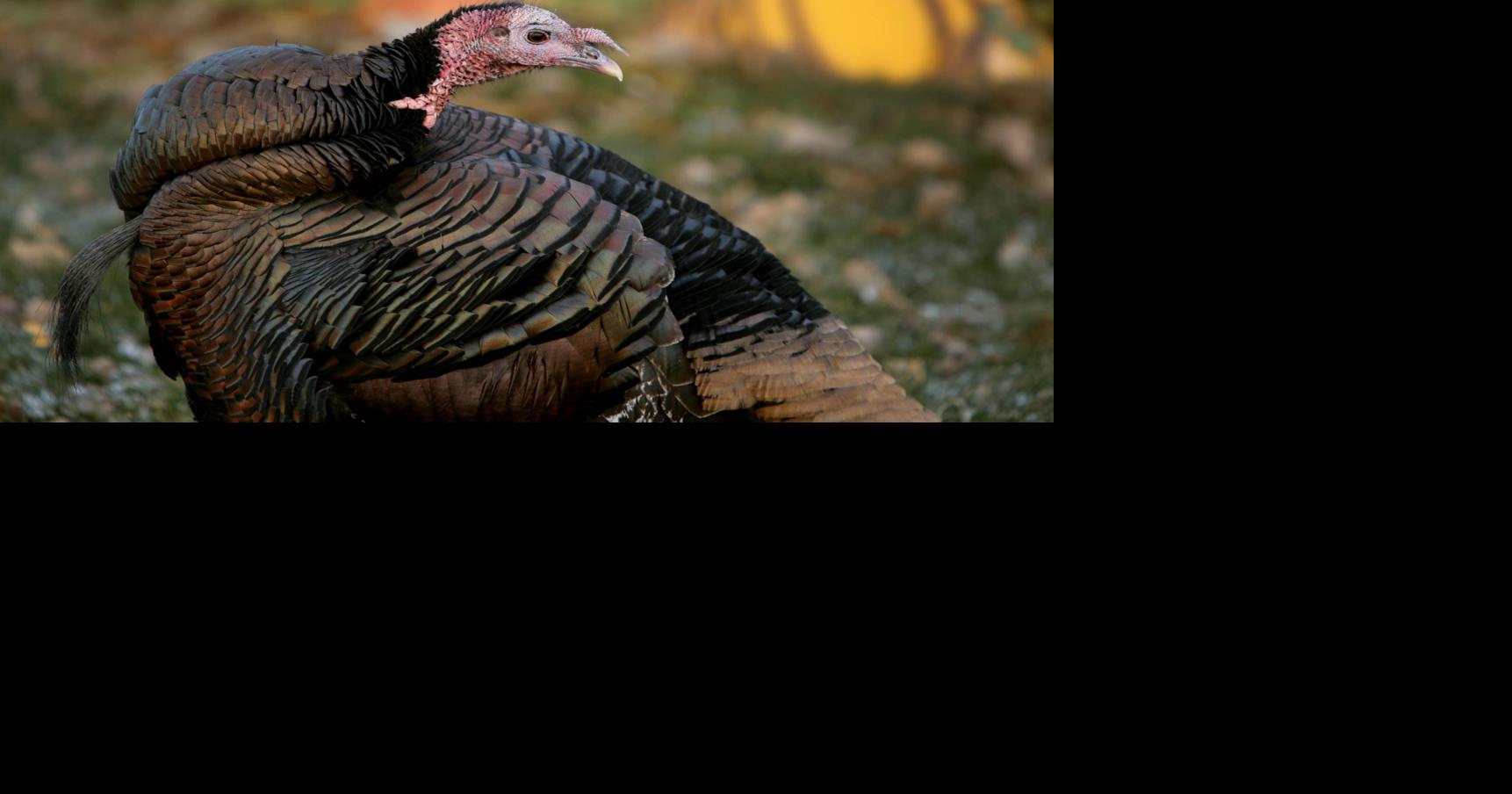 Casper's most famous turkey went missing. A reporter investigates.