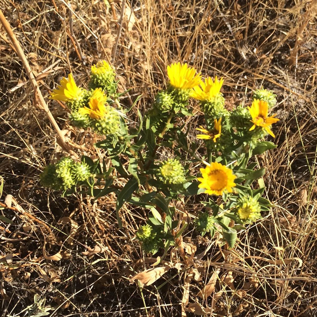 Curly cup gumweed: A last bit of summer | Open Spaces | trib.com