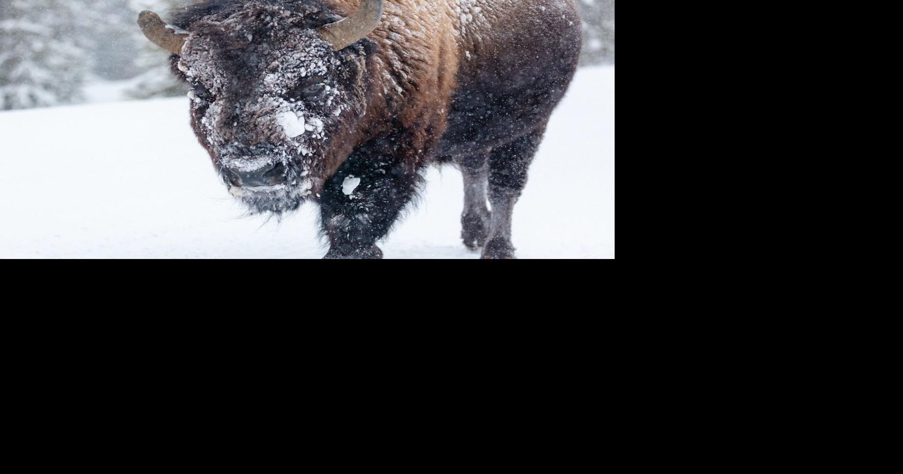 Yellowstone developing new bison management plan emphasizing less slaughter