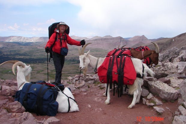 Wyoming forest to exclude pack goats in core bighorn habitat