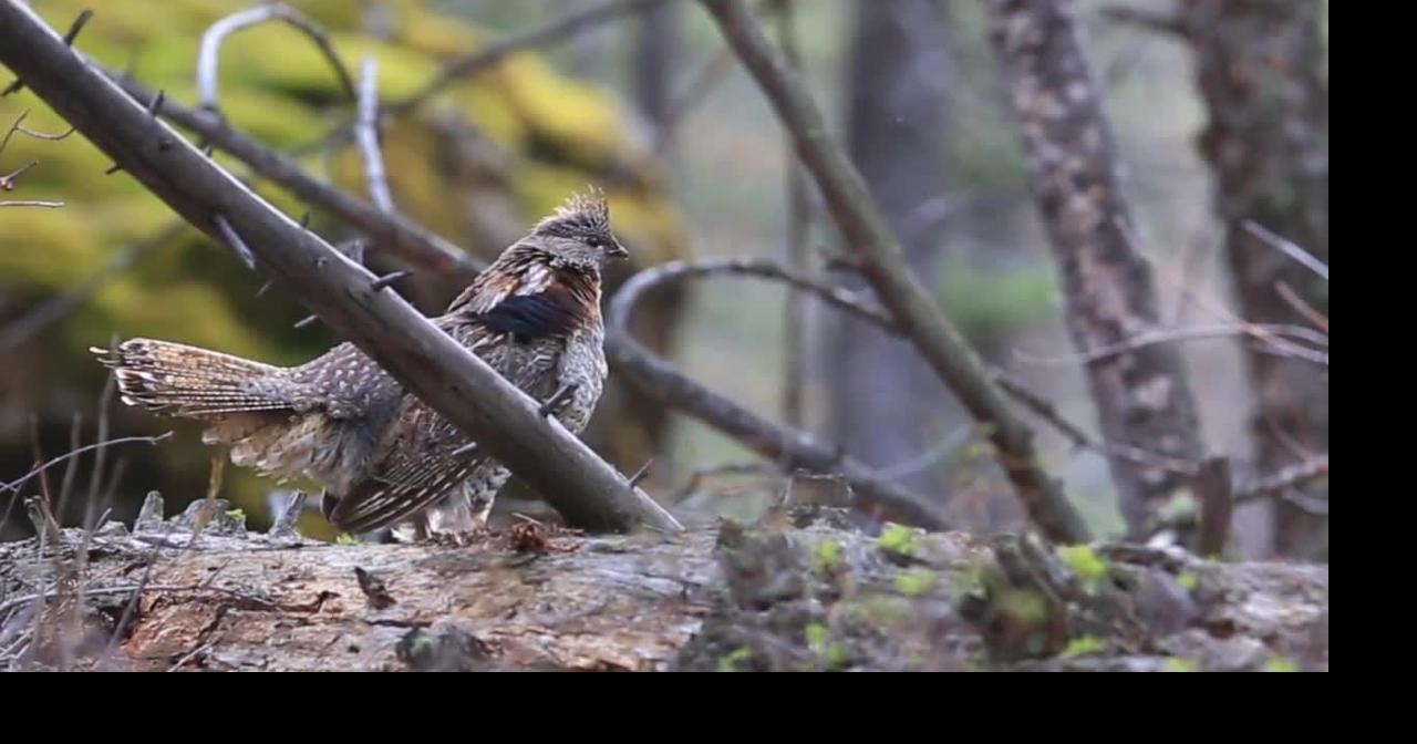 Ruffed grouse display in Yellowstone