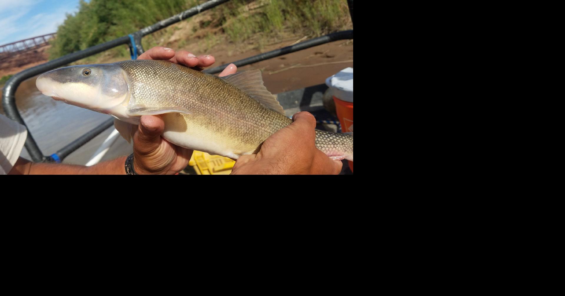 Downlisting proposed for endangered razorback sucker