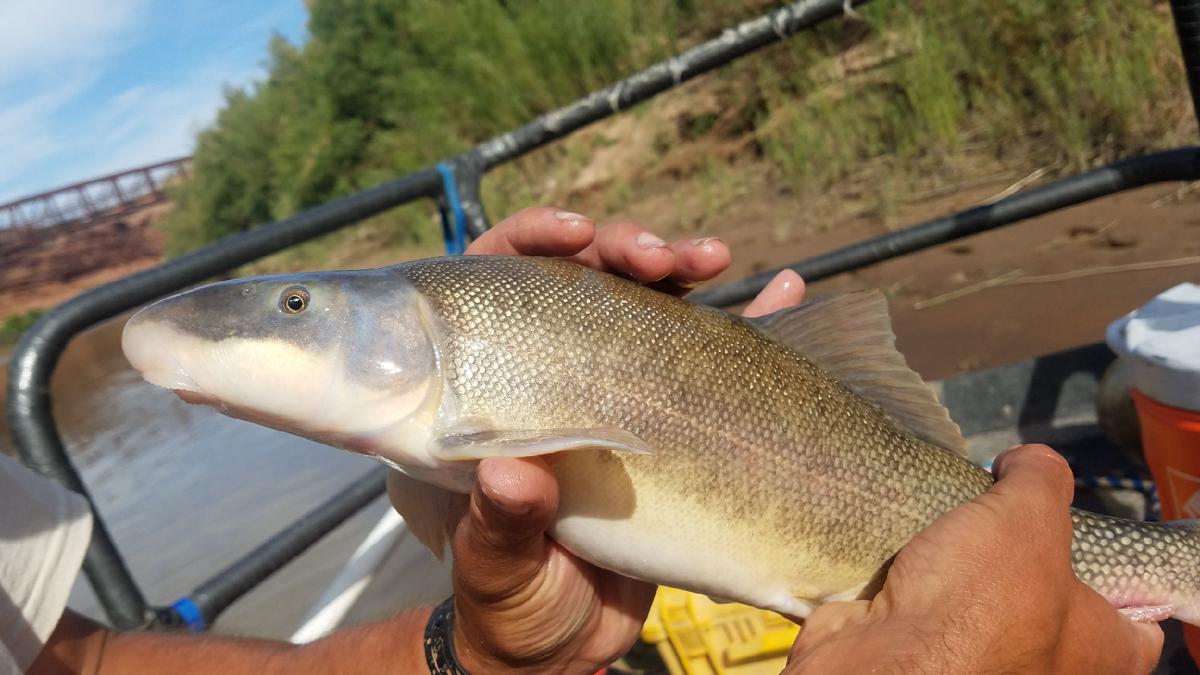 Downlisting proposed for endangered razorback sucker