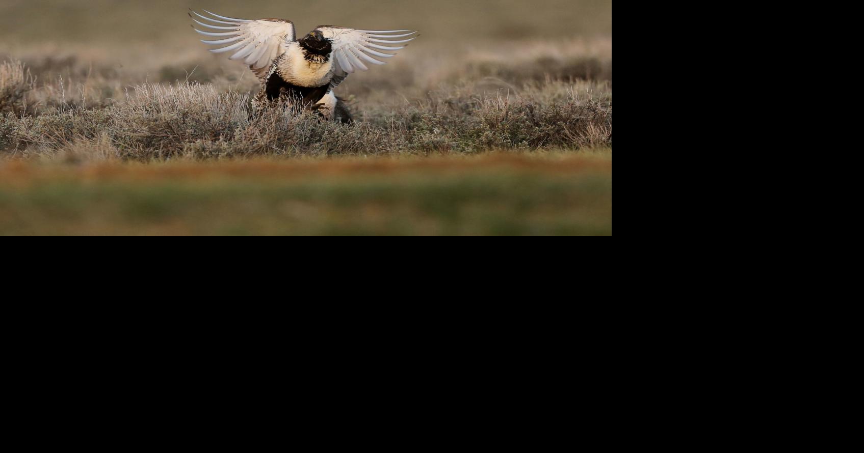 New grouse plan aims to expand, not just maintain, population