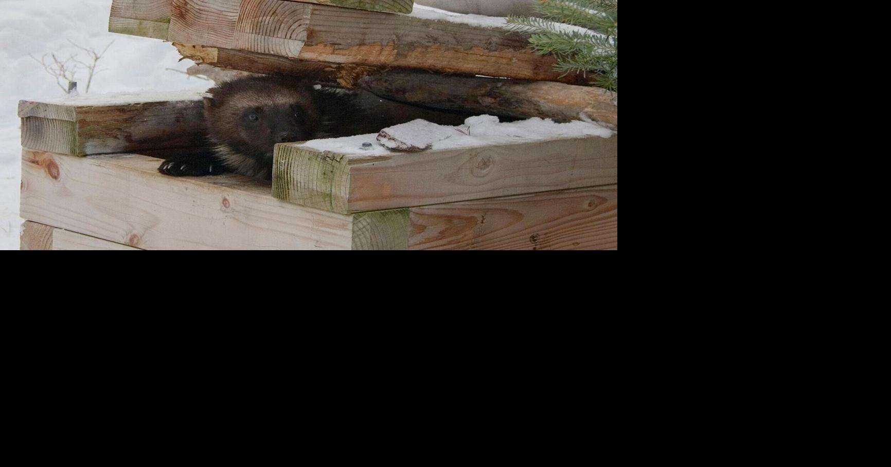 Wolverines now protected by ESA