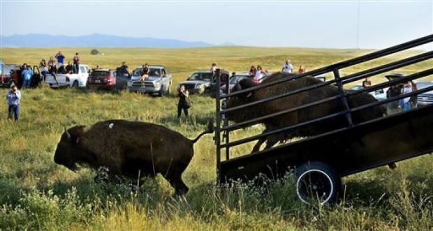 Judge: Relocated Yellowstone bison still 'wild'