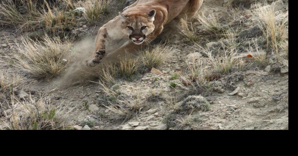 Yellowstone mountain lion poachers outed selves on social media