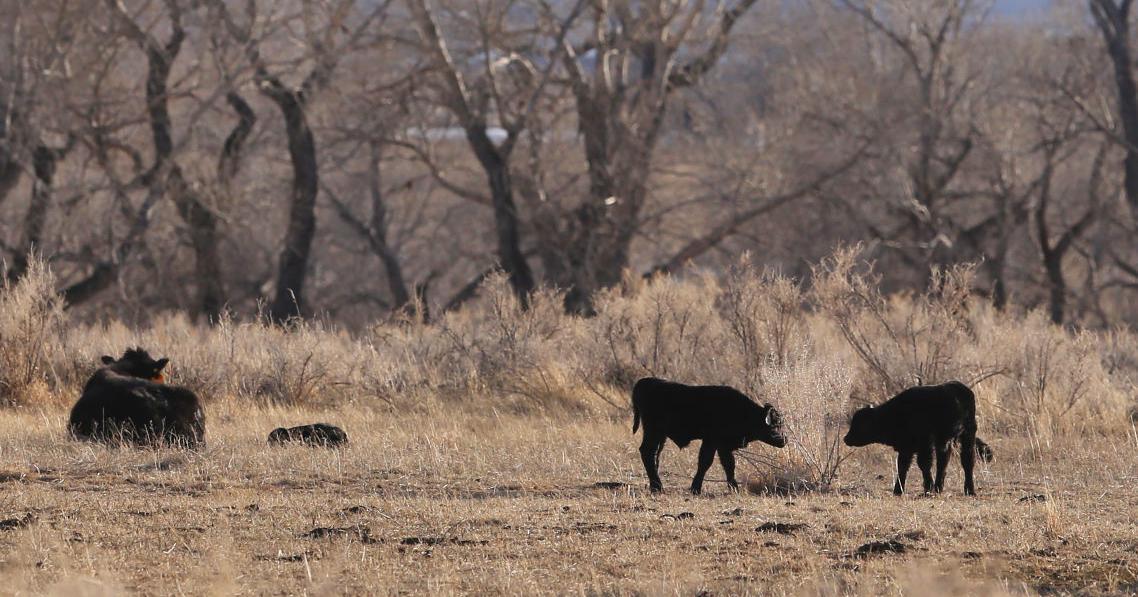 Tough winter takes toll on the start of calving season in Sheridan County