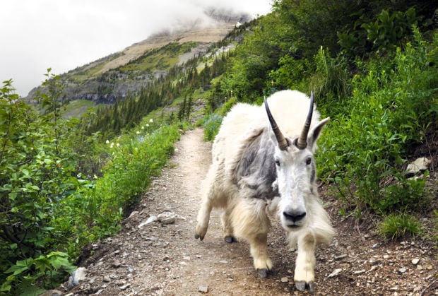 Montana hiker shoots aggressive mountain goat
