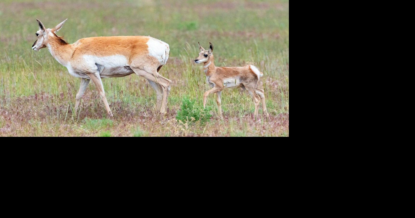 Wulff Wisdom: Maternal mission