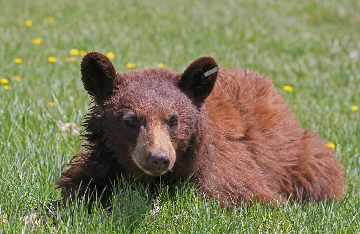 Bear cub captured in east Casper