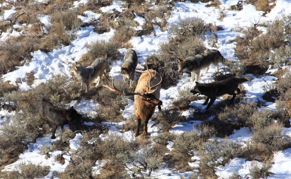 Wolf deaths eyed in return of elk to historic range