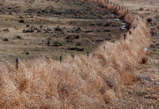 Answer Girl: Tumbleweed damages fences, unlikely to increase fire danger