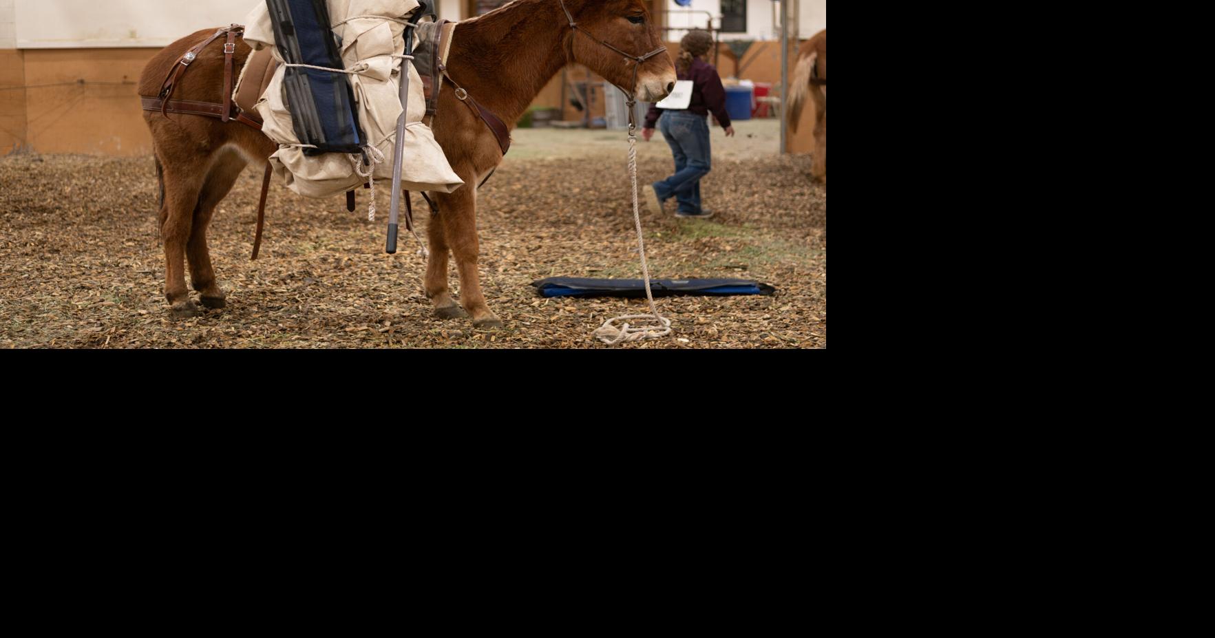 Casper College students pack up mules for class final