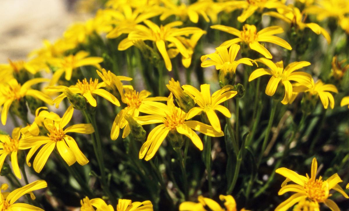 A photo guide to Wyoming wildflowers | Open Spaces | trib.com