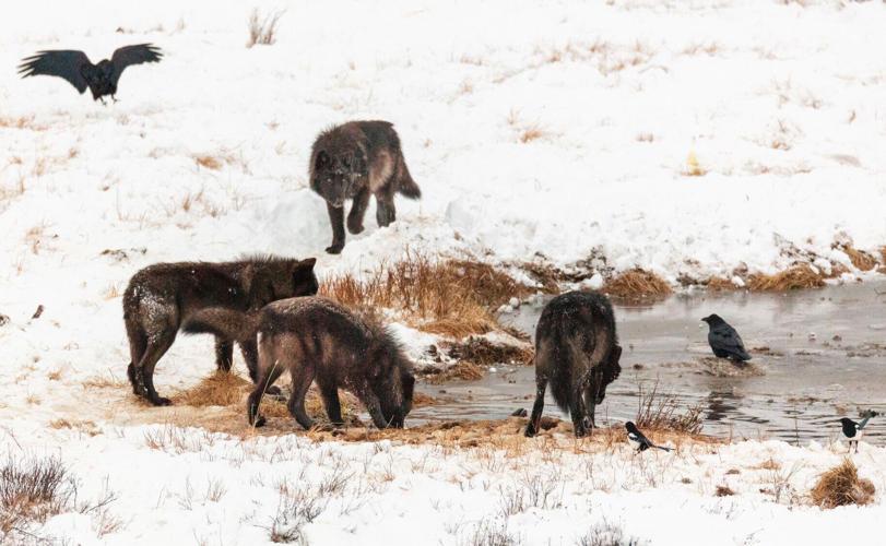 When humans kill Yellowstone wolves — intentionally or not — pack ...
