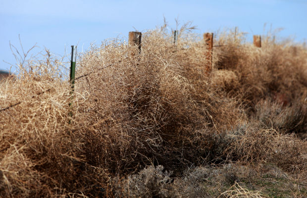 Answer Girl: Tumbleweed damages fences, unlikely to increase fire danger