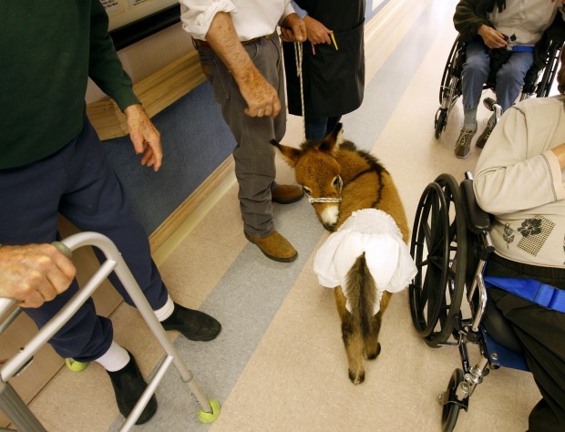 Miniature mule raises spirits in Casper