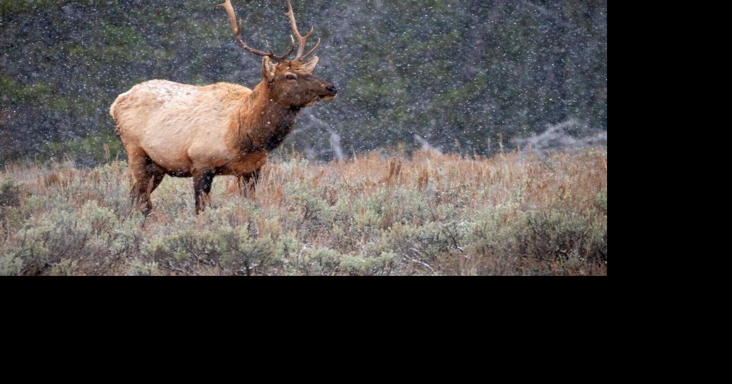 CWD up in state's elk and mule deer herds
