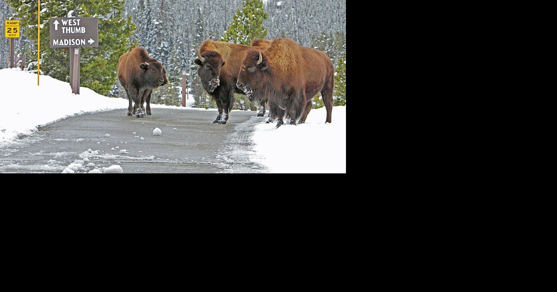 Four Yellowstone National Park road projects to begin this summer