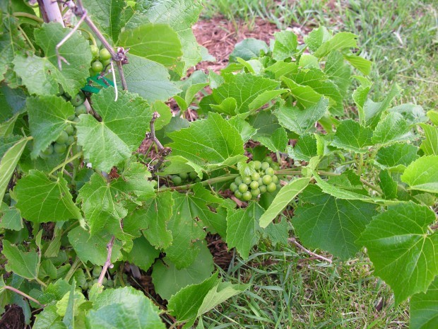 Grow Wyo: For the love of the vine