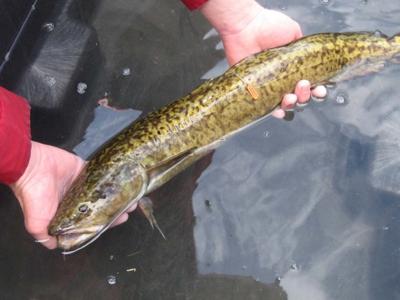 Learn how to cook burbot