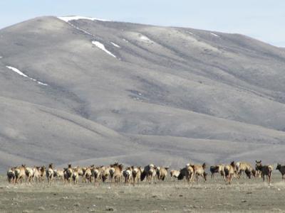 Elk could recover from chronic wasting disease, study shows