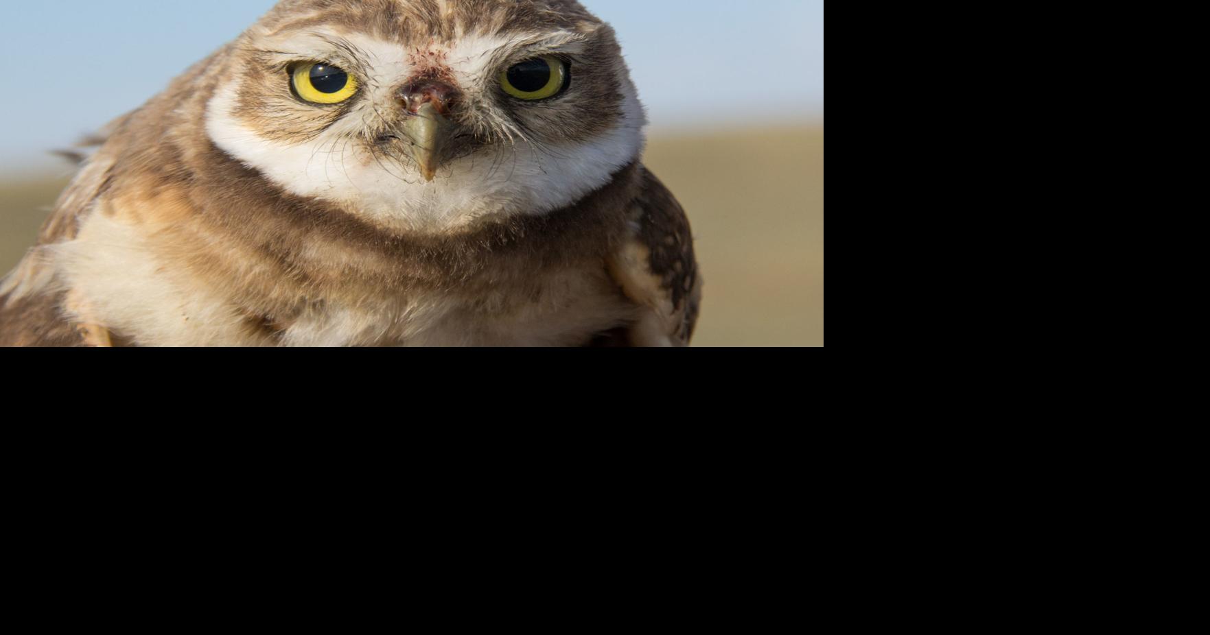 Researchers trap, track burrowing owls to help populations