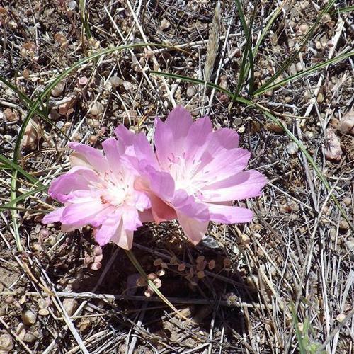 A photo guide to Wyoming wildflowers