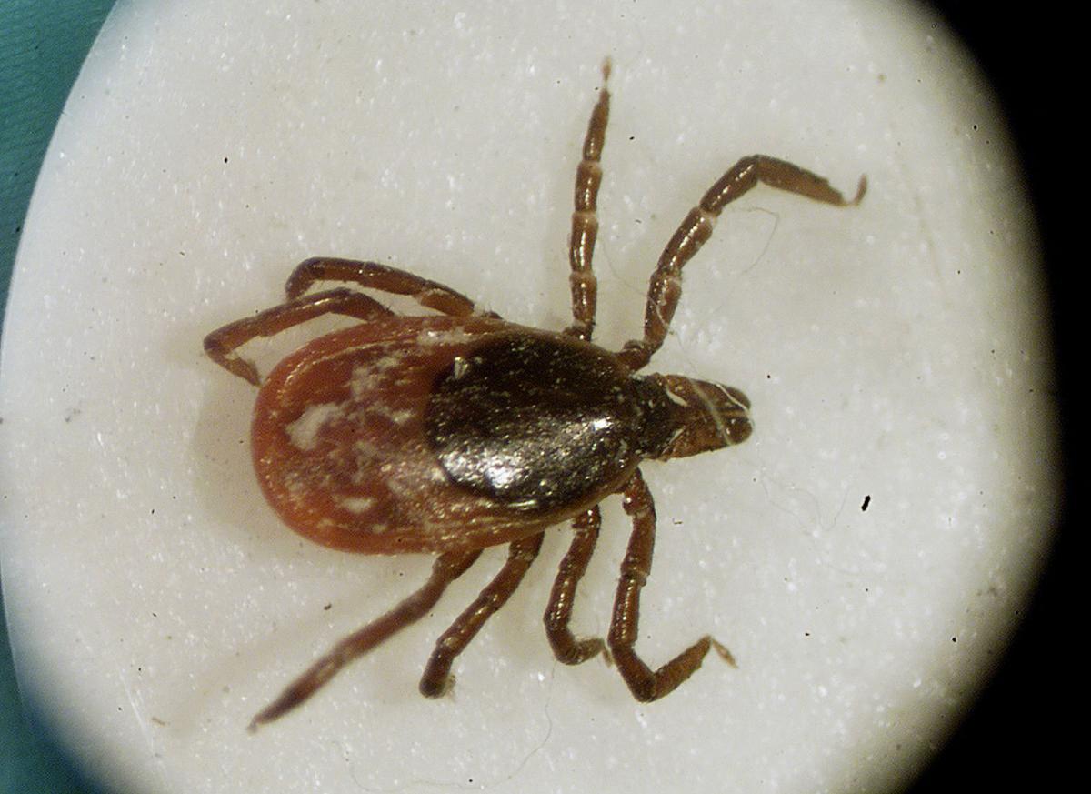 Colorado tick fever cases on the rise in Wyoming, Health Department says