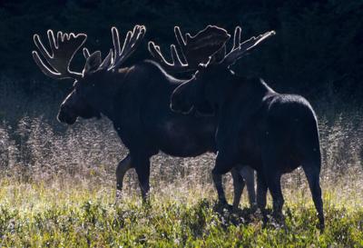 Study of Bighorn Forest moose in second year